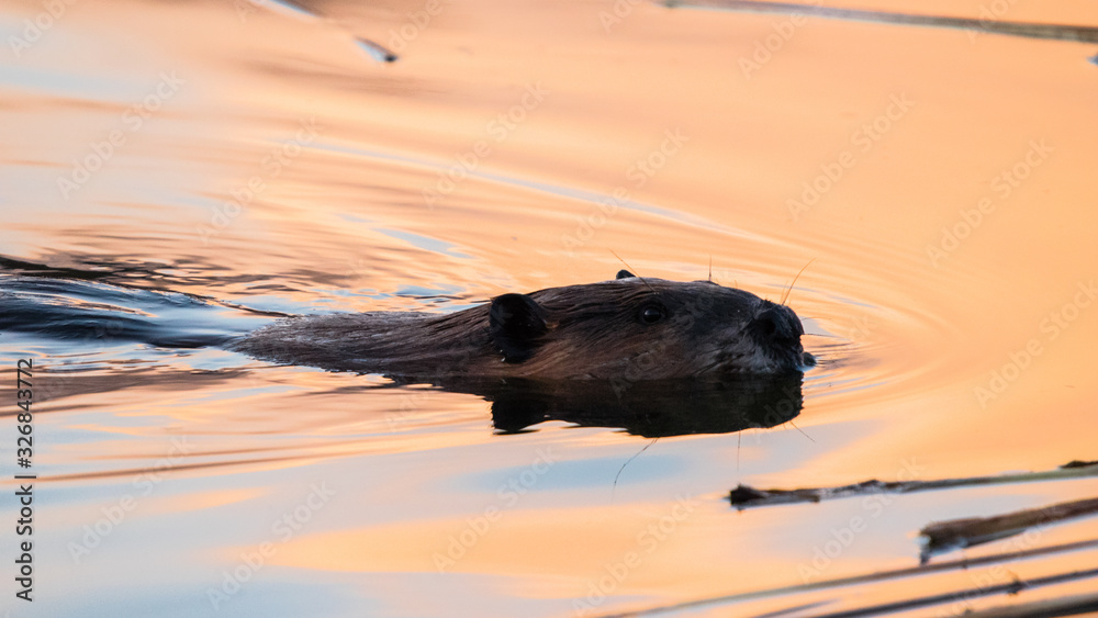 Beaver (Castor canadensis) swimming in calm beautiful water at sunset ...
