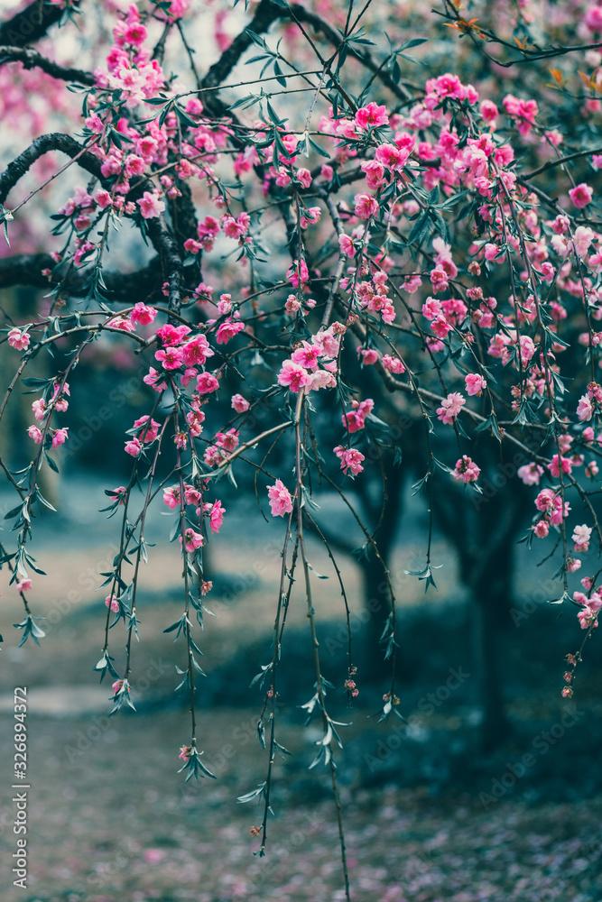 Pretty sakura blossom in Asia. Mysterious landscape. Tinted blue and ...