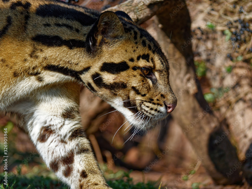 Foto de The clouded leopard, Neofelis nebulosa, is a wild cat occurring ...