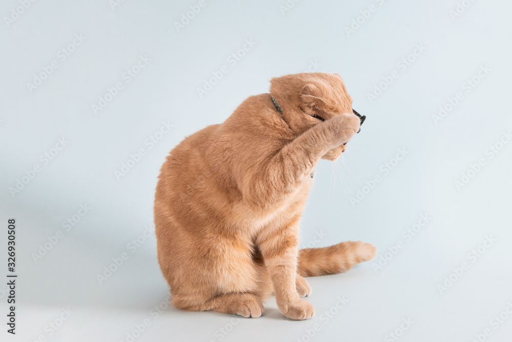 Cat Covering Face