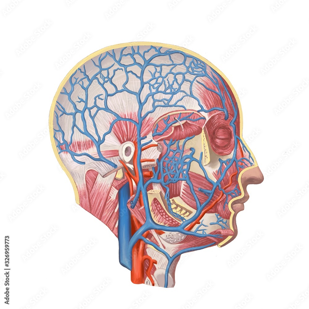 Structure scheme of human head muscles with veins and arteries. Side ...