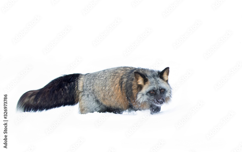 Cross Fox (a partially melanistic colour variant of the red fox ...