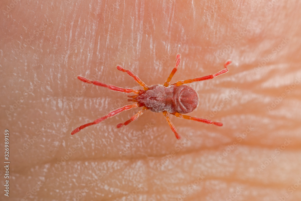 The Trombidiformes are a large, diverse order of mites. Close up macro ...