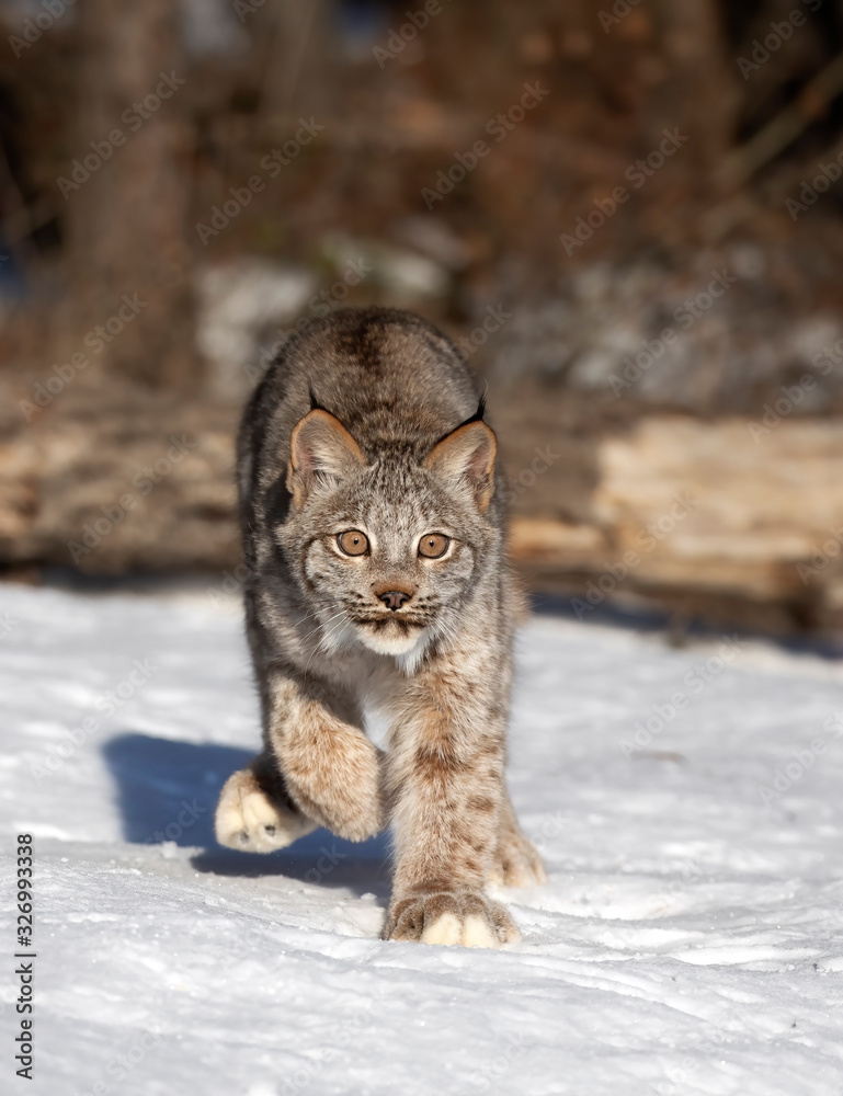 Canadian Lynx Kitten