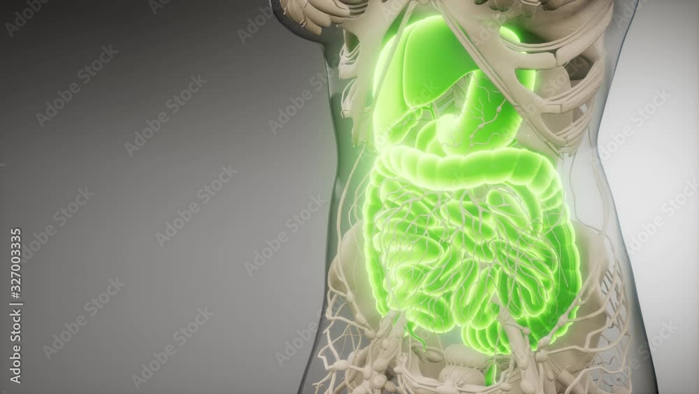 3d illustration of human digestive system parts and functions Stock ...
