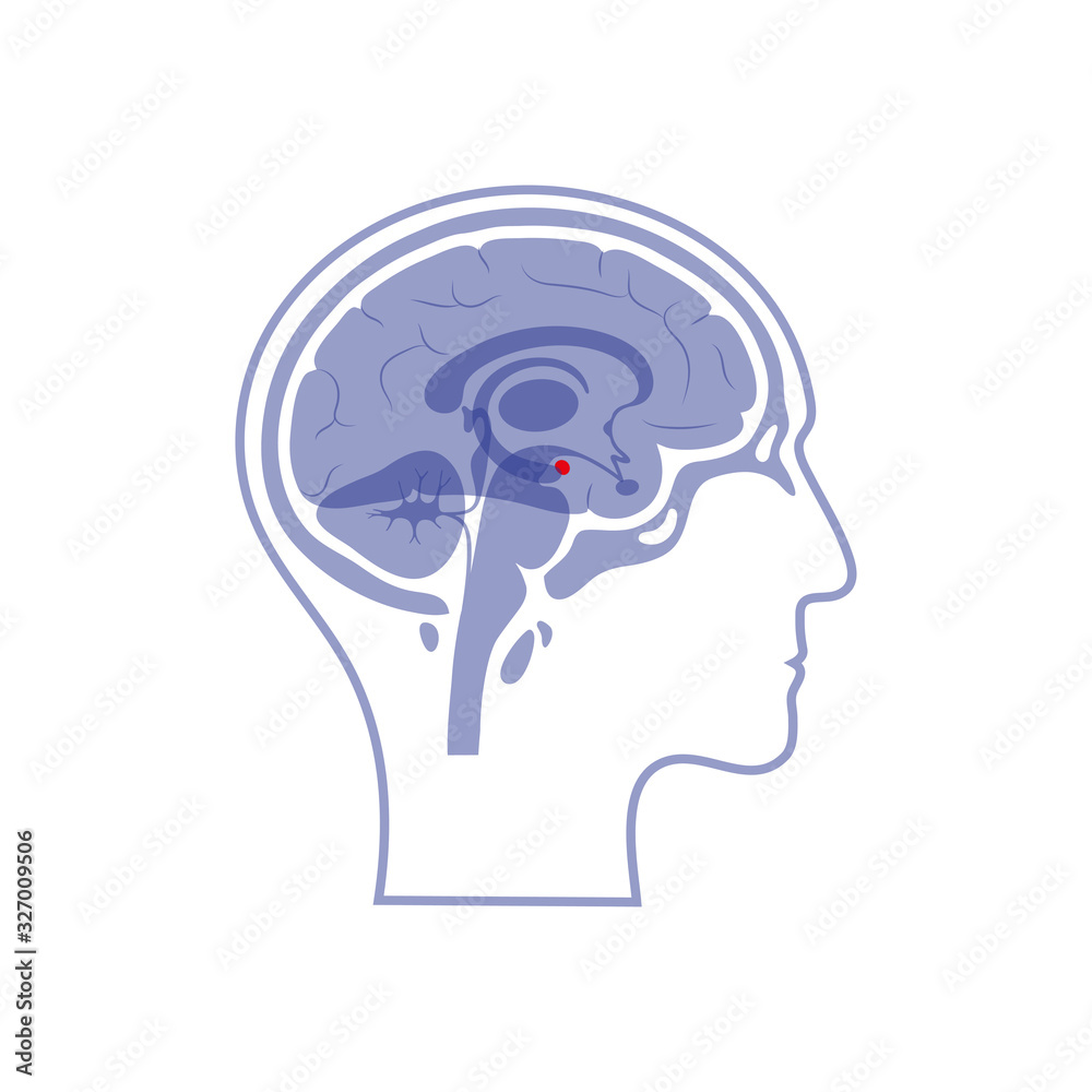 Vector isolated illustration of Amygdala Stock Vector | Adobe Stock
