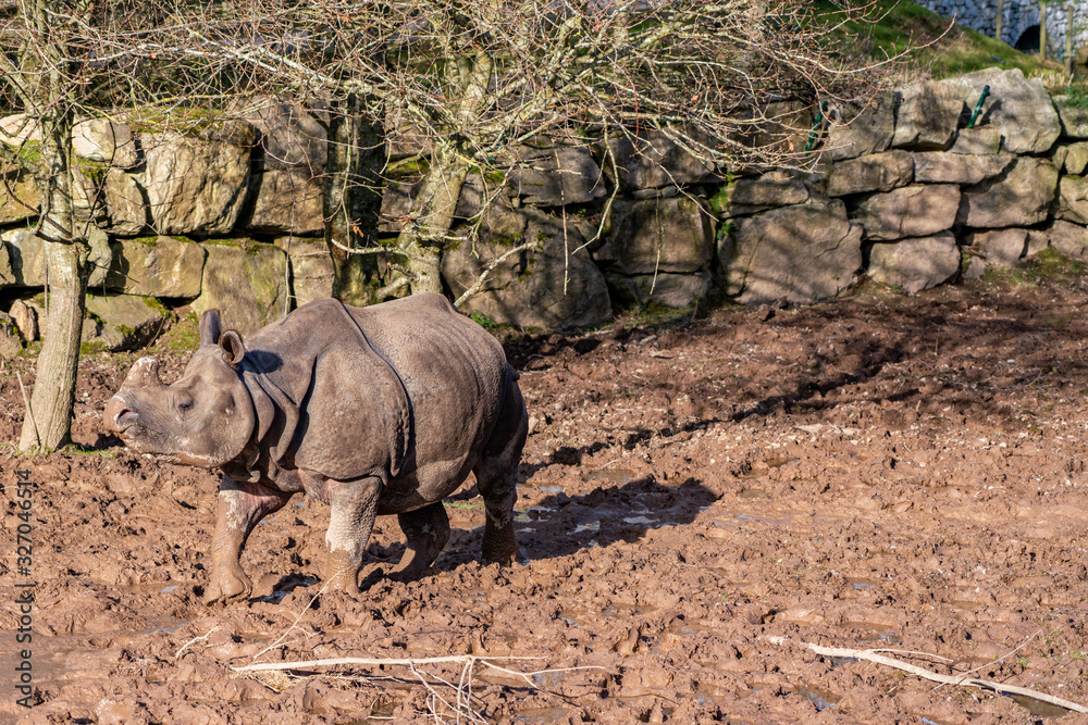 he Indian rhino is a grazer that travels established, tunnel-like paths ...