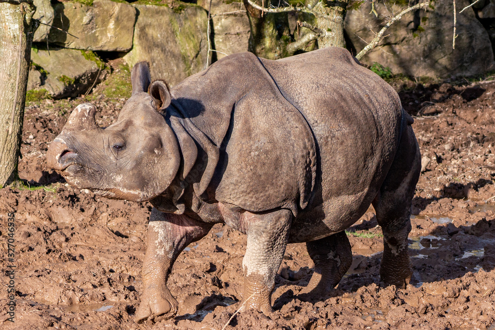he Indian rhino is a grazer that travels established, tunnel-like paths ...