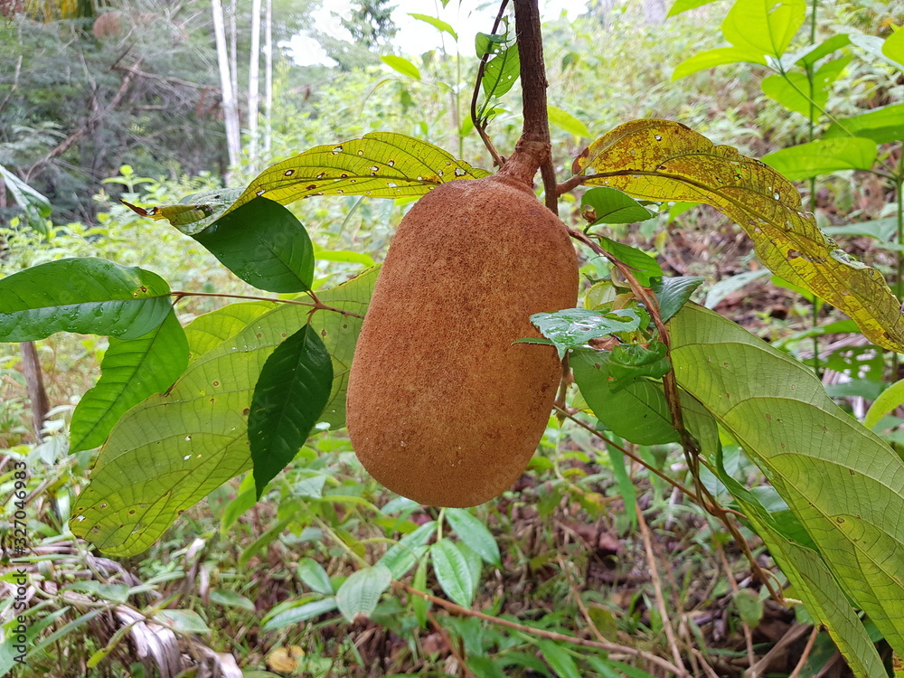Cupuaçu (Theobroma grandiflorum), also spelled Cupuassu, Cupuazú, and ...