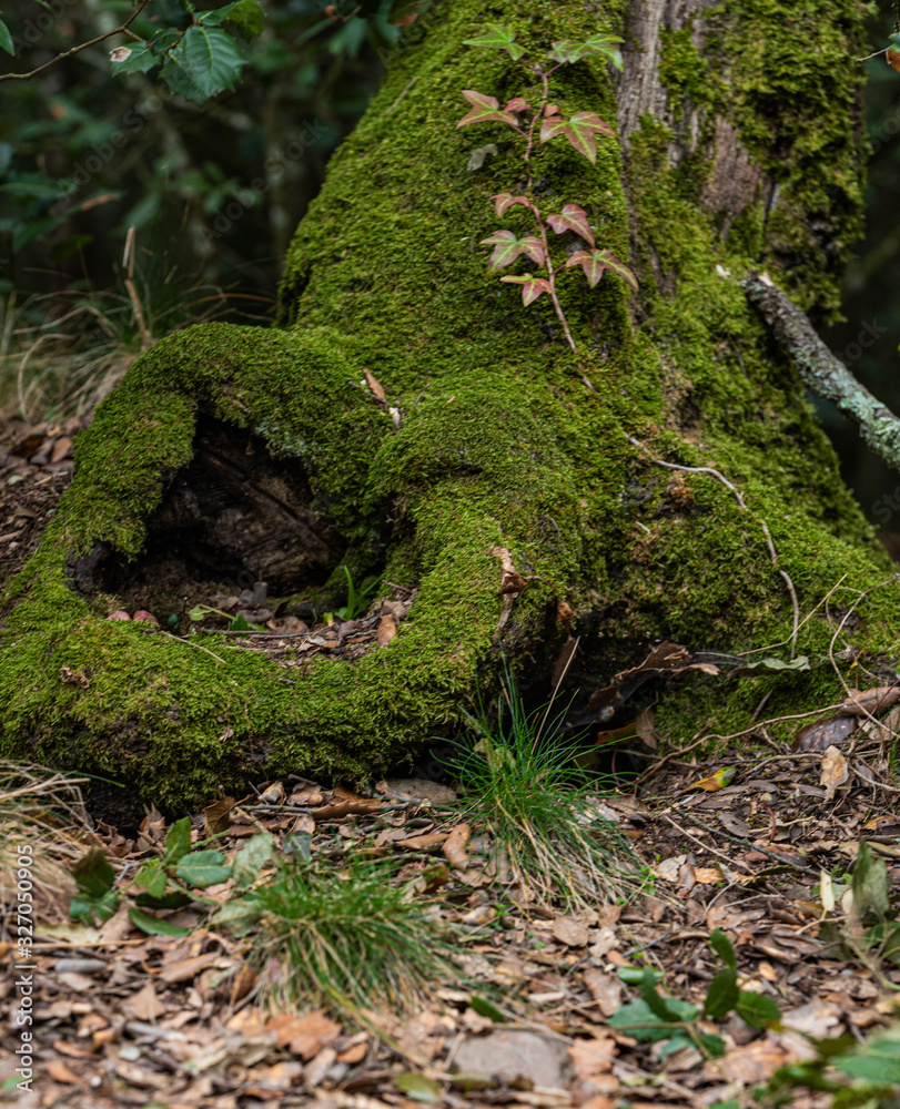 Tronco de árbol cubierto de musgo en un bosque mediterraneo Stock Photo ...