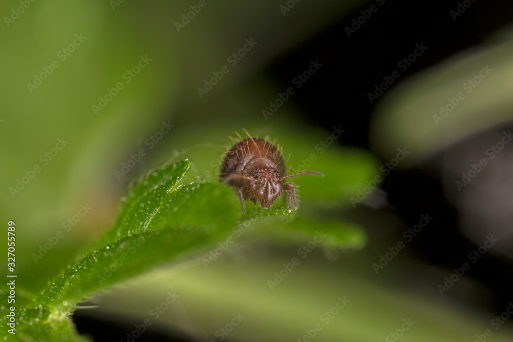 Sminthuridae springtail on lichen, extreme close-up. Globular ...