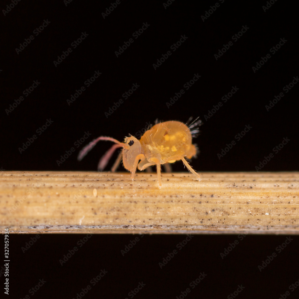 Sminthuridae springtail on lichen, extreme close-up. Globular ...