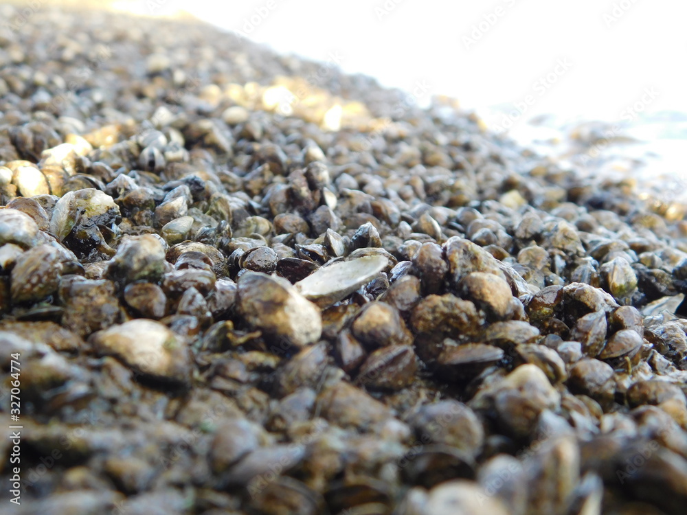 shells on the beach, dreissena polymorpha, zebra mussel, invasive ...