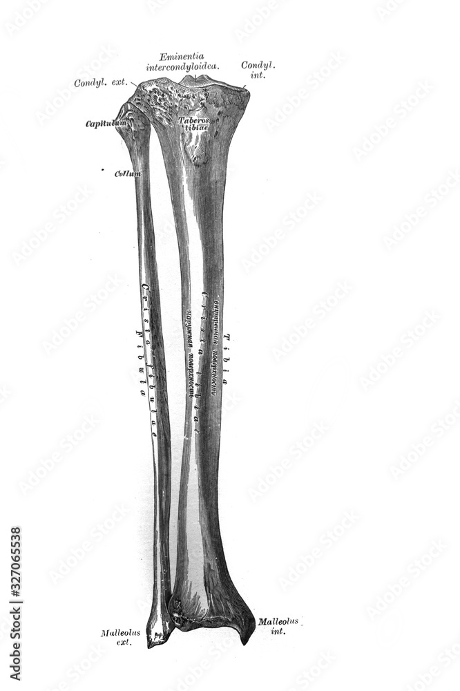 Bones of the right leg, front in the old book the Anatomie of a Human ...