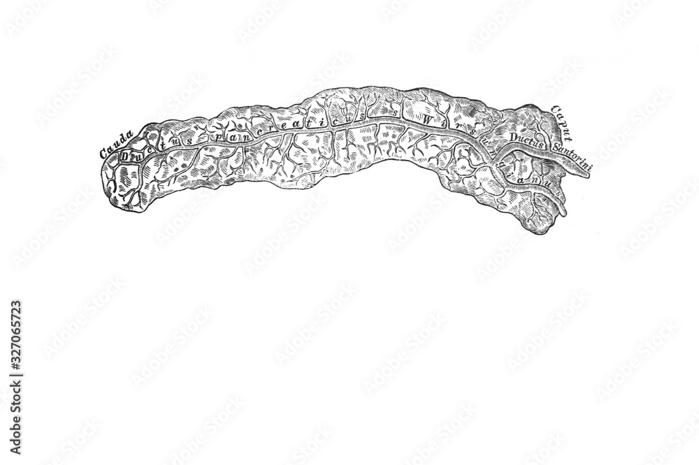 Pancreas in the old book the Anatomie of a Human, by M.P. Vishnevskiy ...