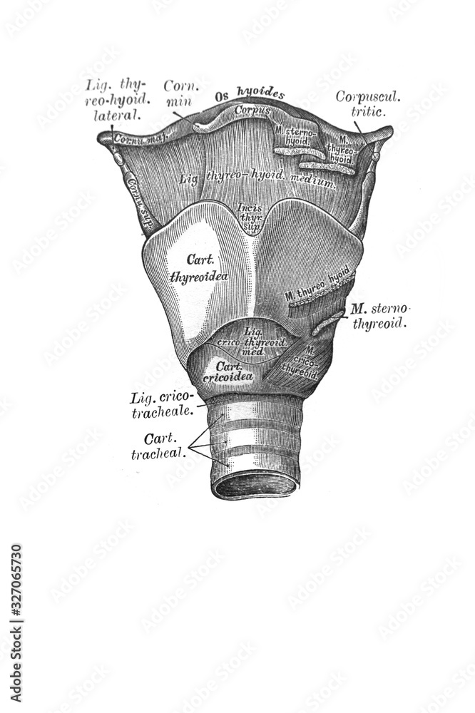 Larynx, front view in the old book the Anatomie of a Human, by M.P ...