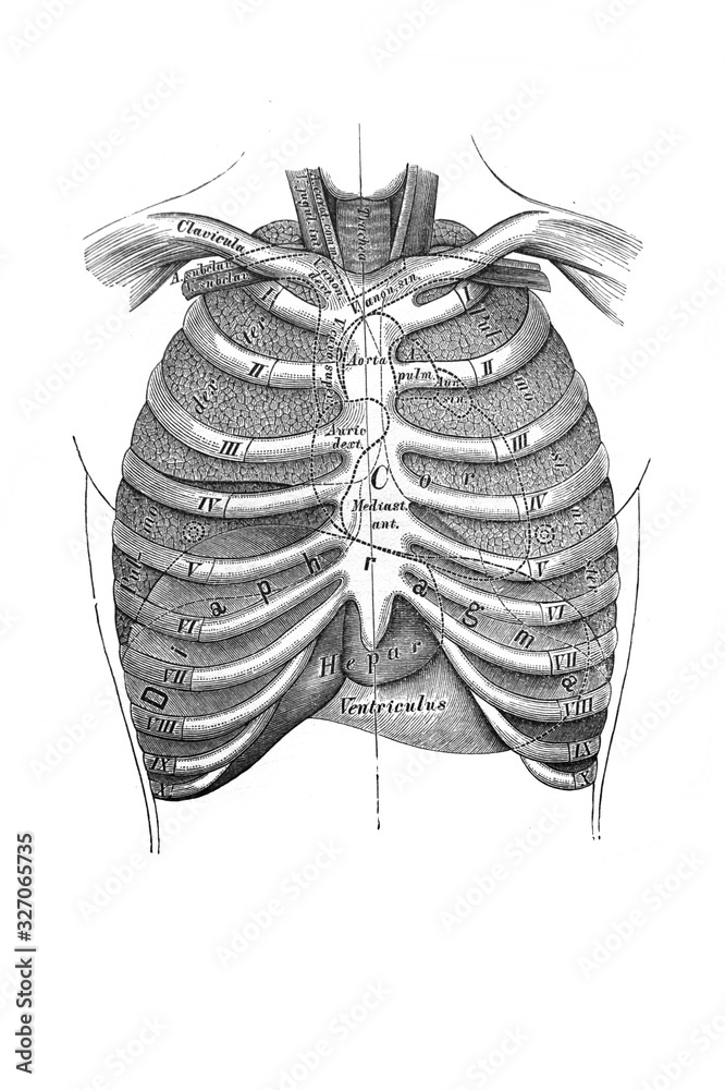 Breast topography in the old book the Anatomie of a Human, by M.P ...