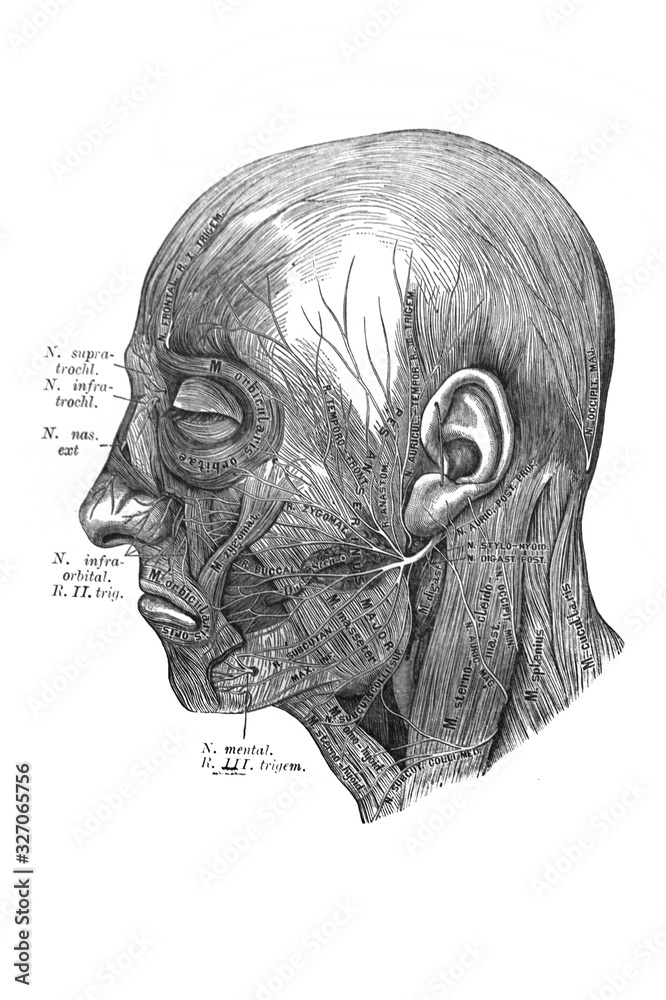 Facial nerves in the old book the Anatomie of a Human, by M.P ...