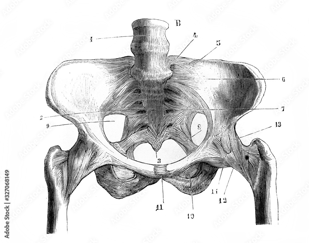 Iliac fossa skeleton in the old book D'Anatomie Chirurgicale, by B ...