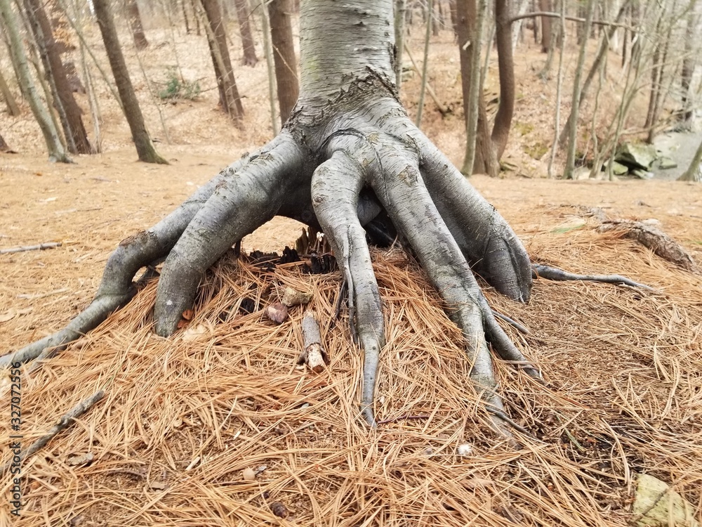 Spooky Claw Shaped Tree Trunk. A creepy tree in the forest that looks ...