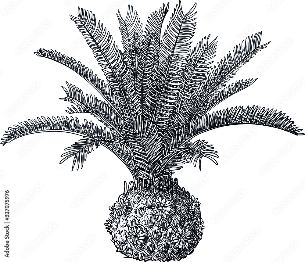 Cycad plant illustration, drawing, engraving, ink, line art, vector ...