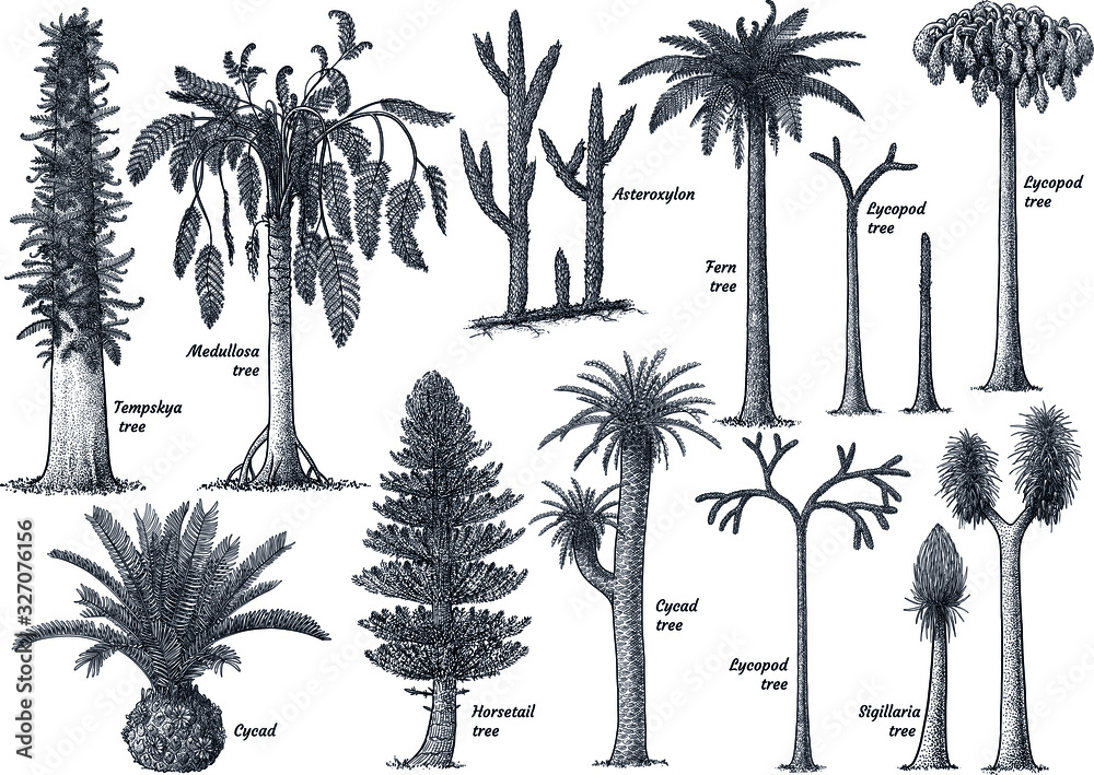 Prehistoric Plants Illustration