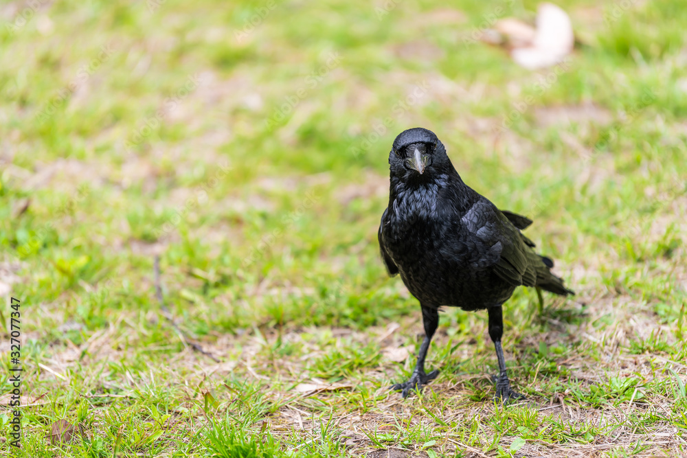Kyoto Gyoen park Japan near Imperial Palace in Kyotogyoen with closeup ...