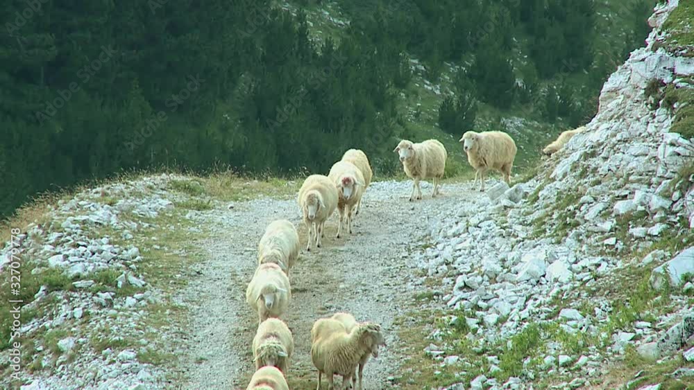 Sheep walking on a mountain path after grazing. Flock of sheep walking ...