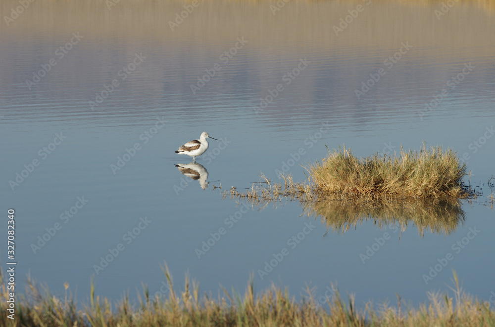 Avocet in the Grimshaw Lake Natural Area near Tecopa in the Mojave ...