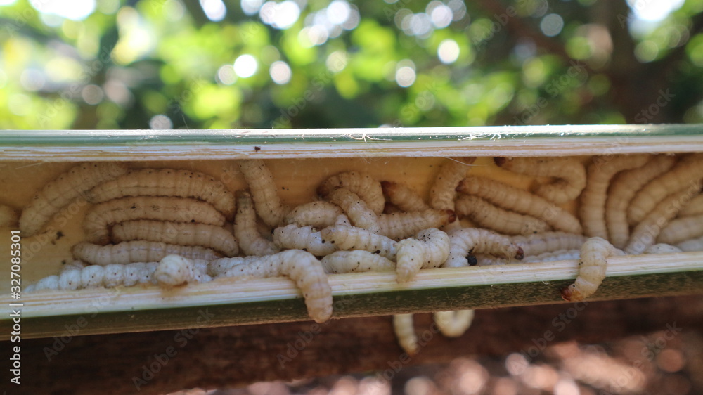 Omphisa fuscidenttalis Hampson is an edible worm that lives in bamboo ...