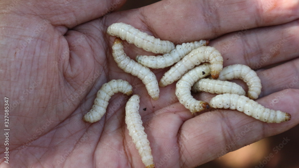 Omphisa fuscidenttalis Hampson is an edible worm that lives in bamboo ...