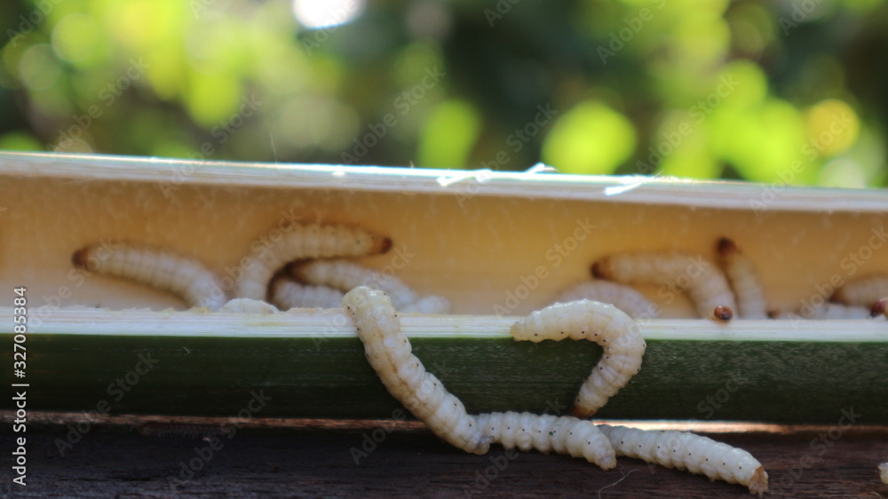 Omphisa fuscidenttalis Hampson is an edible worm that lives in bamboo ...