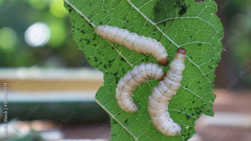 Omphisa fuscidenttalis Hampson is an edible worm that lives in bamboo ...