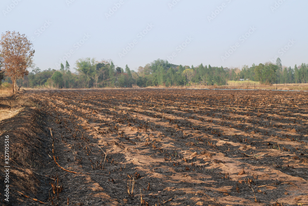 Scenery of burned farm land after sugar cane harvesting with natural ...