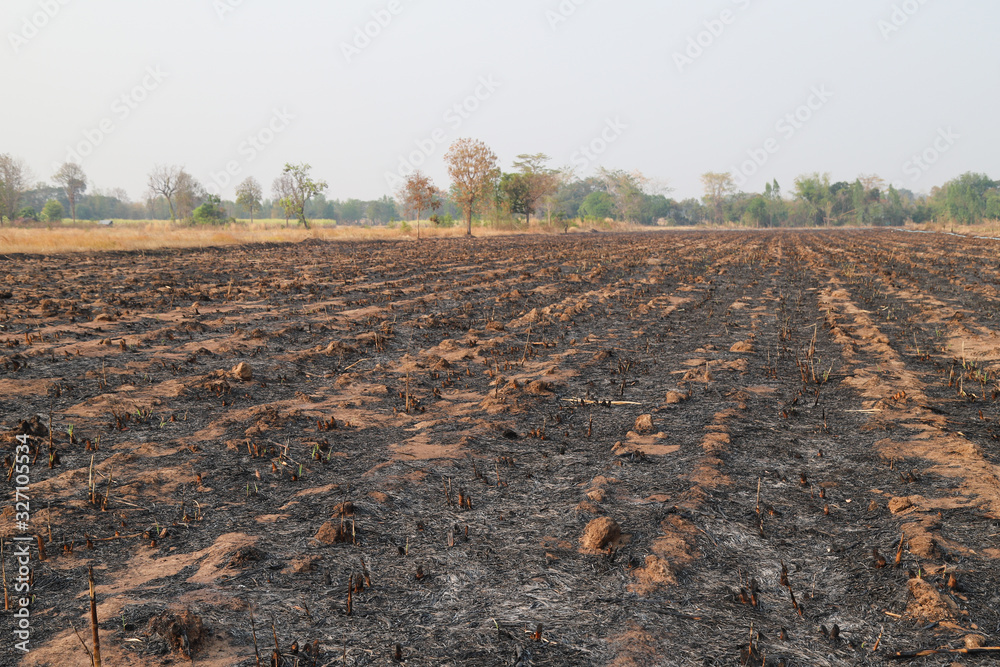 Scenery of burned farm land after sugar cane harvesting with natural ...
