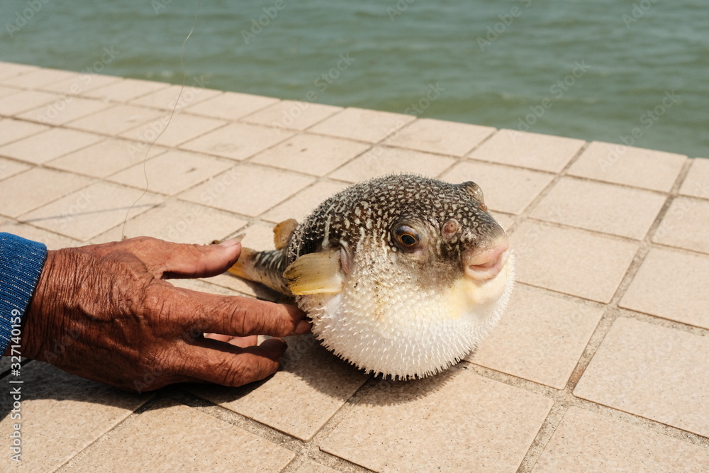 Fugu fish caught in Penang, Malaysia. After it was rescued and throwed ...