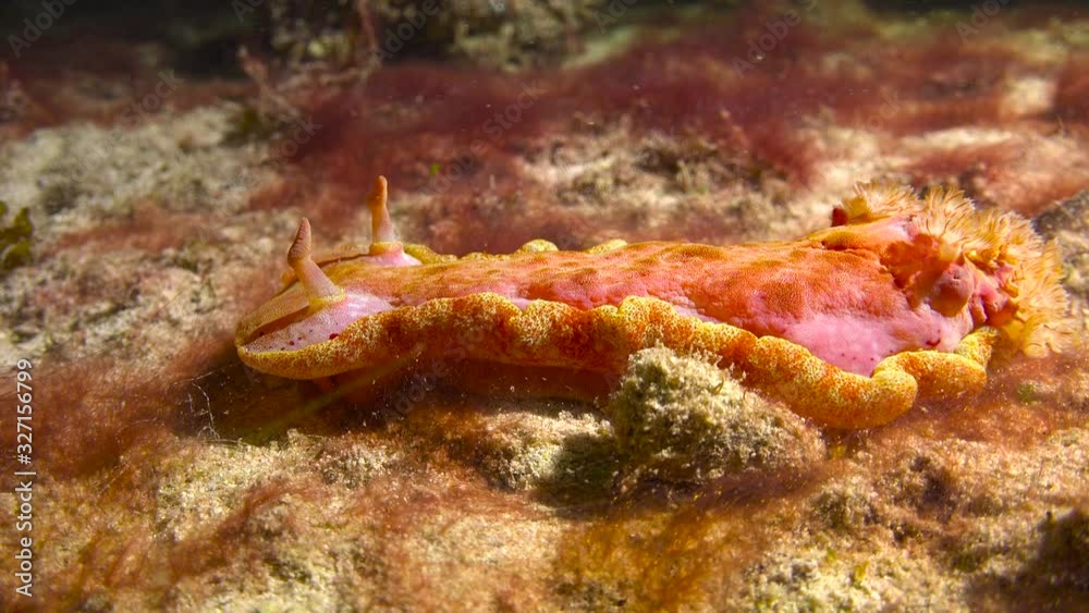 Nudibranchs, the Spanish dancer. Fascinating night diving off the ...