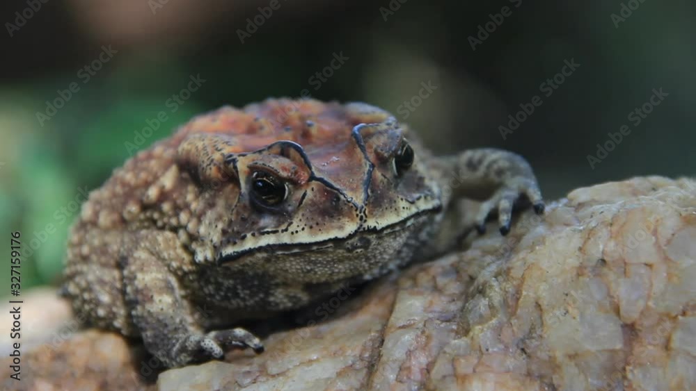 Ferguson's toad (Bufo fergusonii) in past Schneider's (dwarf) toad ...