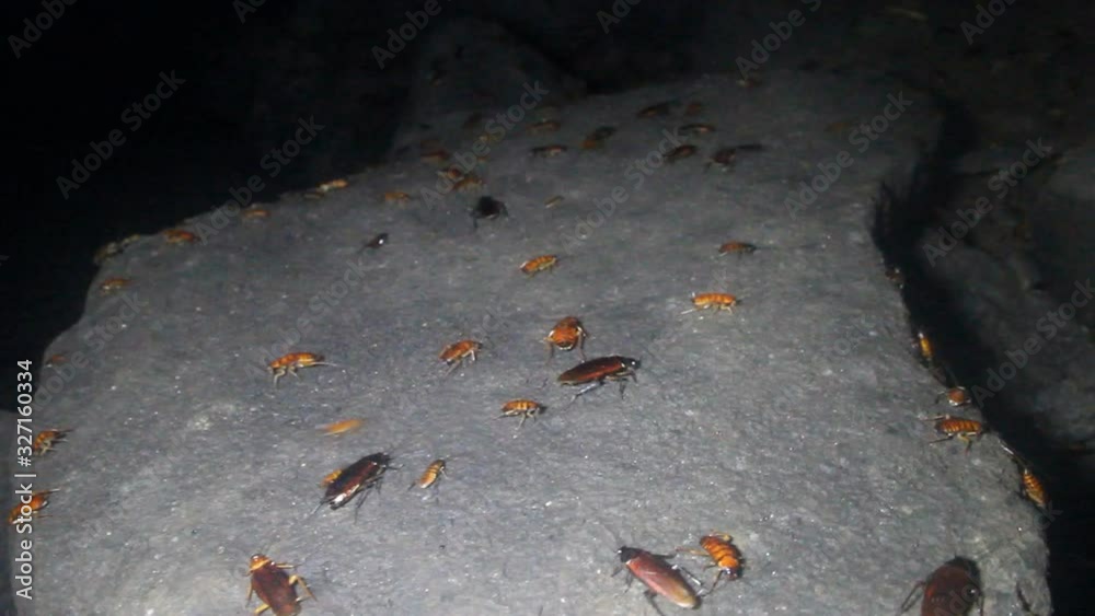 Flight (swarming) and feeding of giant cockroaches Periplaneta (insects ...