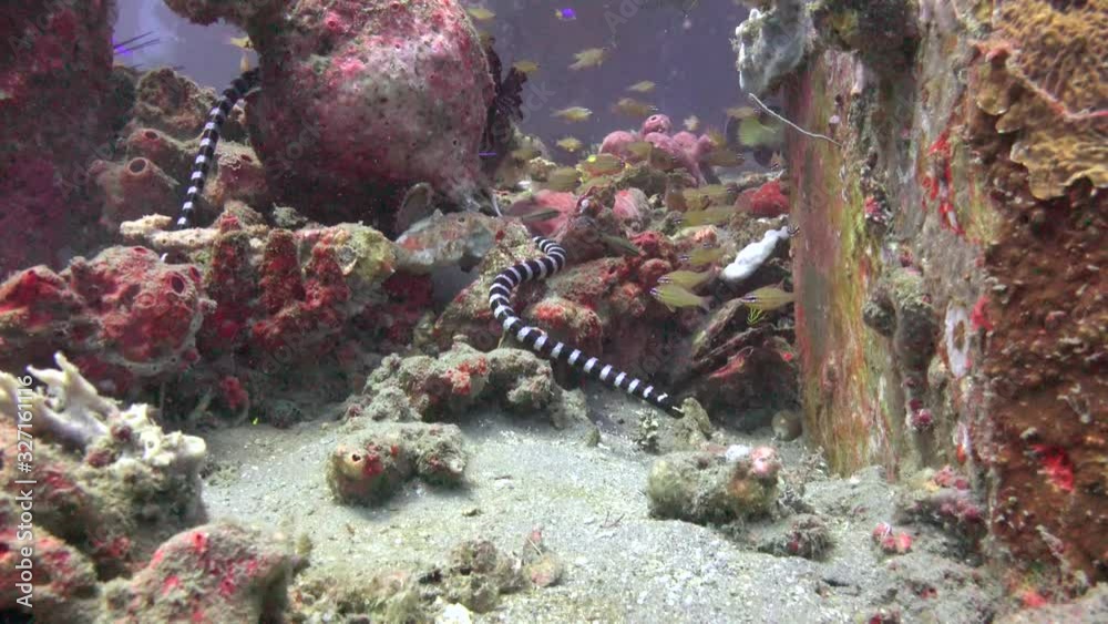 Sea serpent. Fascinating underwater dives off the Philippine Islands ...