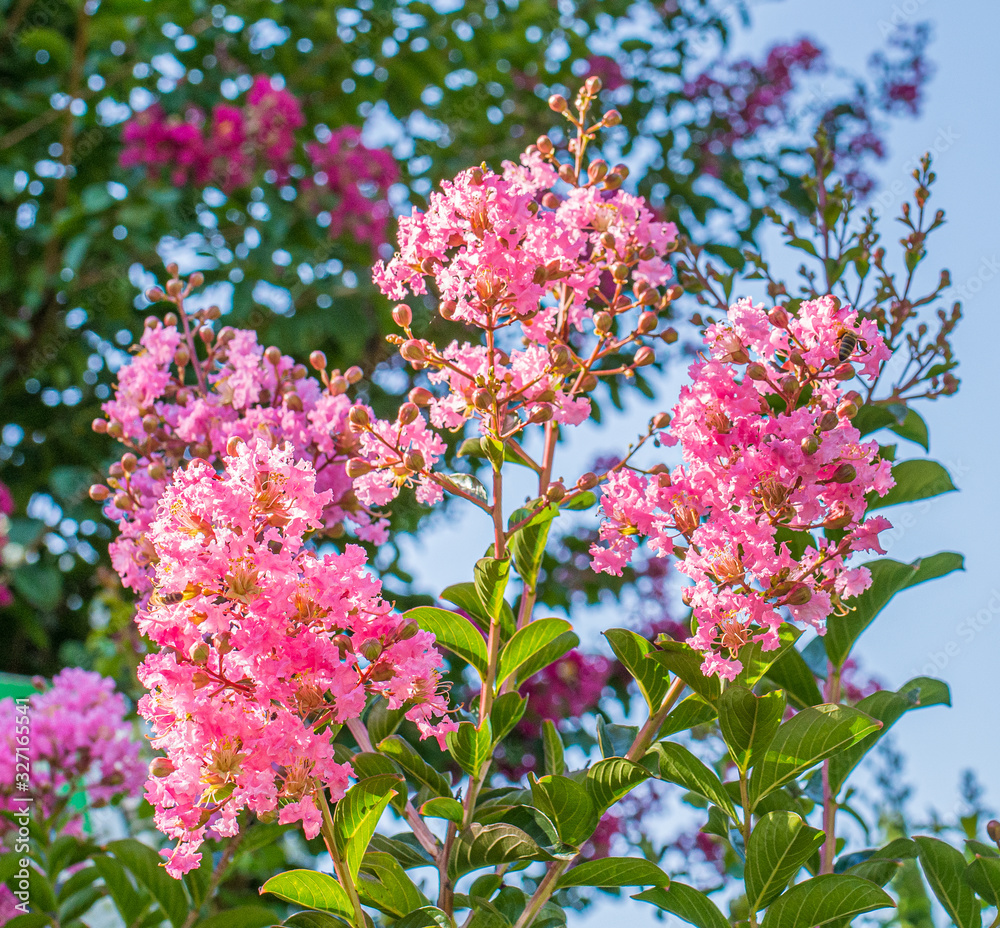 Foto de Crape myrtles (Lagerstroemia indica) Petite Pink, shrub in ...