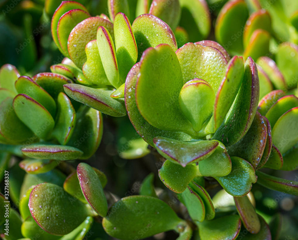Succulent leaves of a money tree or money plant Crassula ovata Stock ...