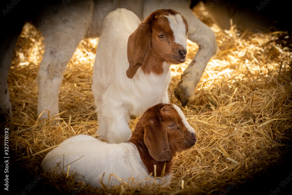 Boer goat kids Stock Photo | Adobe Stock