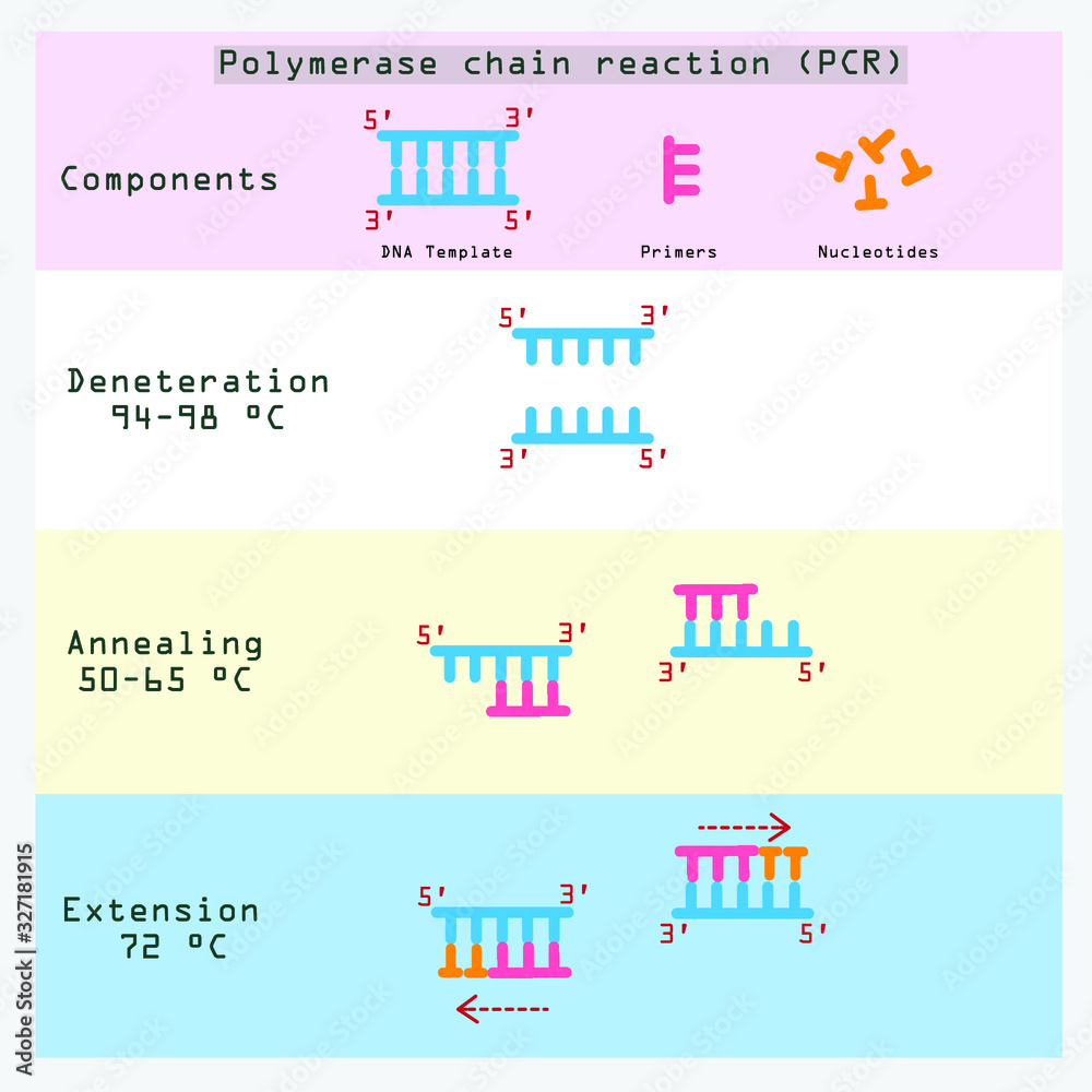 Polymerase chain reaction thermal cycles (PCR) vector illustration for ...
