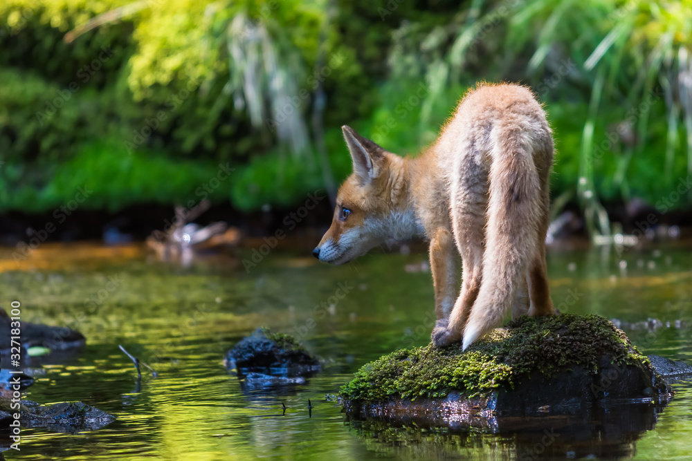 Red Fox. The species has a long history of association with humans.The ...