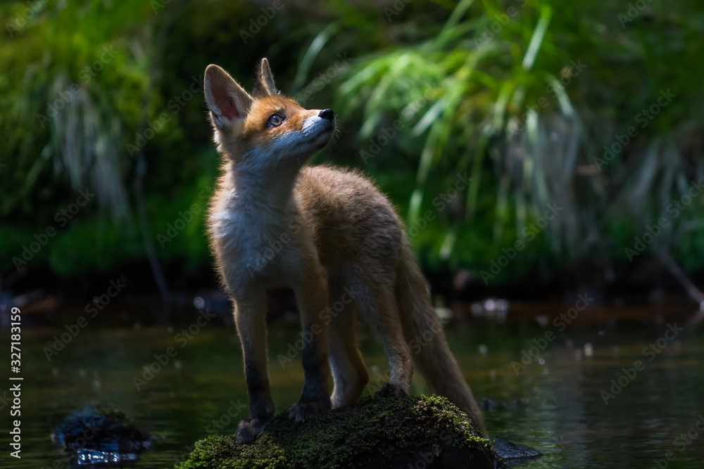 Red Fox. The species has a long history of association with humans.The ...