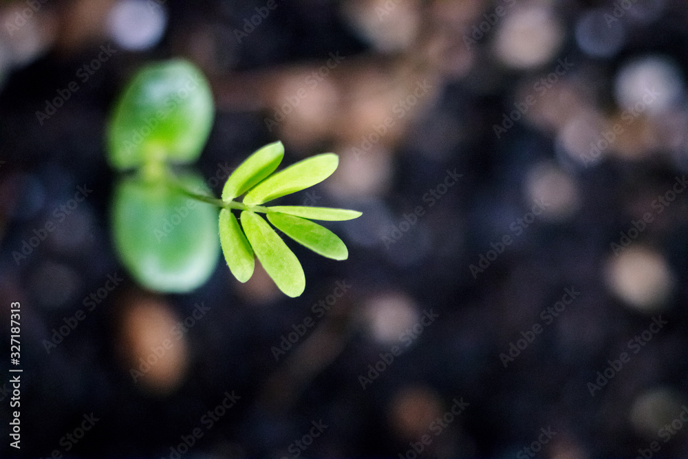 Mimosa pudica or sleepy plants. Mimosa shy, bashful or shrinking plants ...