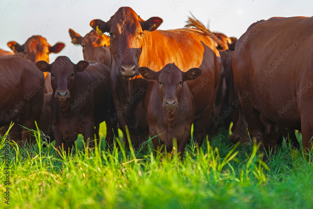 vacaa e bezerros da raça Bonsmara no pasto Stock Photo | Adobe Stock