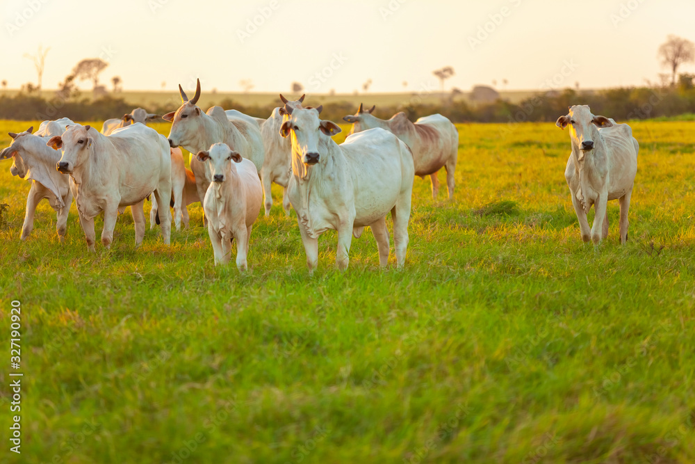 bezerros da raça Bonsmara no pasto e suas matrizes nelore, Stock Photo ...