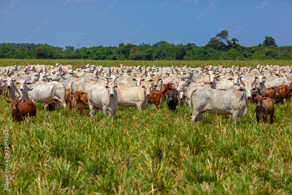 bezerros da raça Bonsmara no pasto e suas matrizes nelore Stock Photo ...